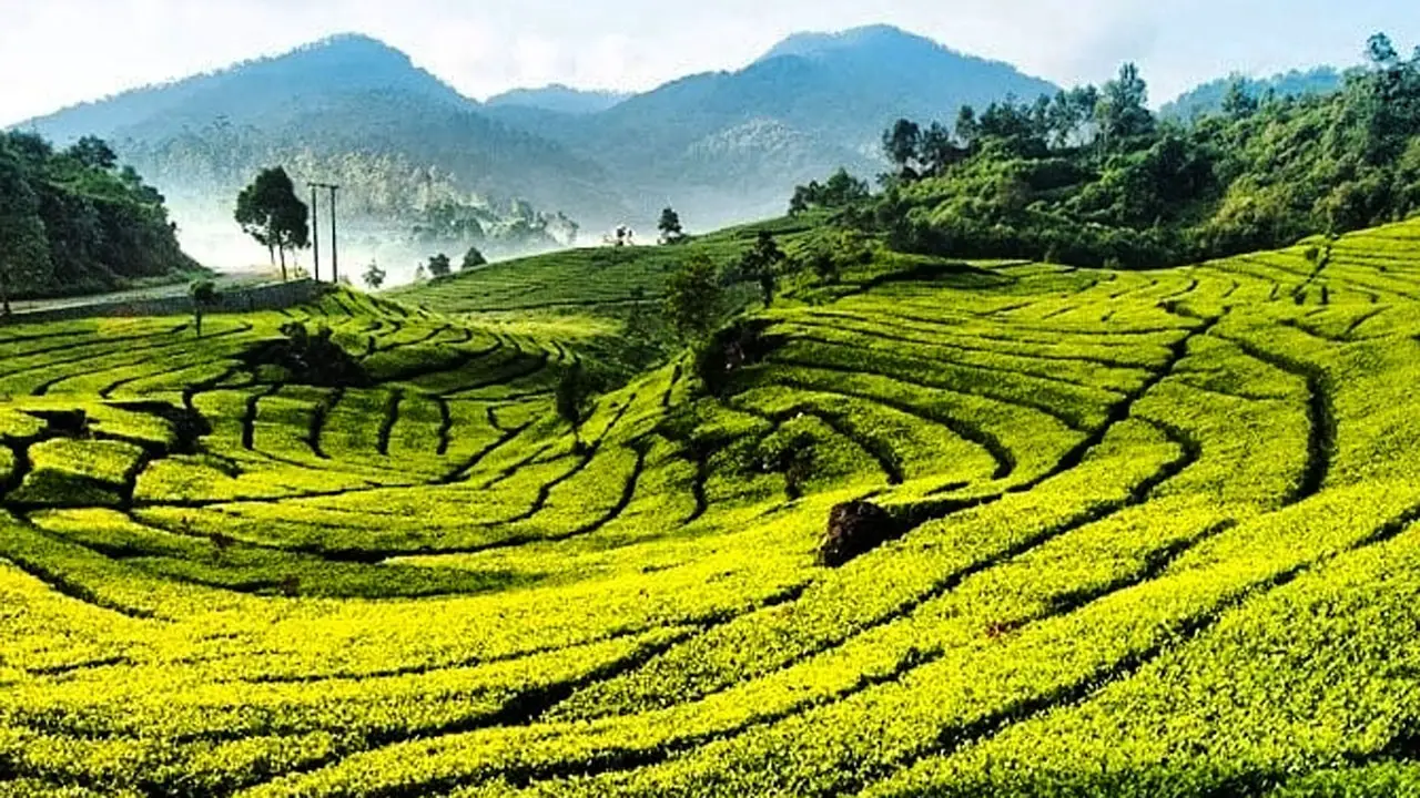 Title: Wisata Agro Gunung Mas: Menikmati Pesona Alam yang Menawan ...