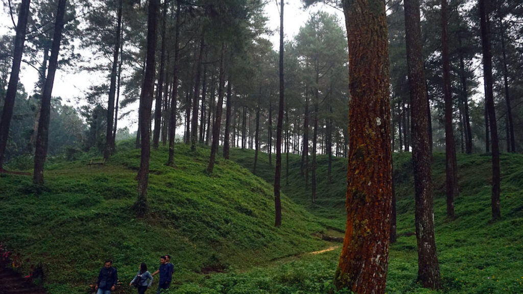 Wisata Alam Hutan Pinus Limpakuwus - Explore the Natural Beauty ...